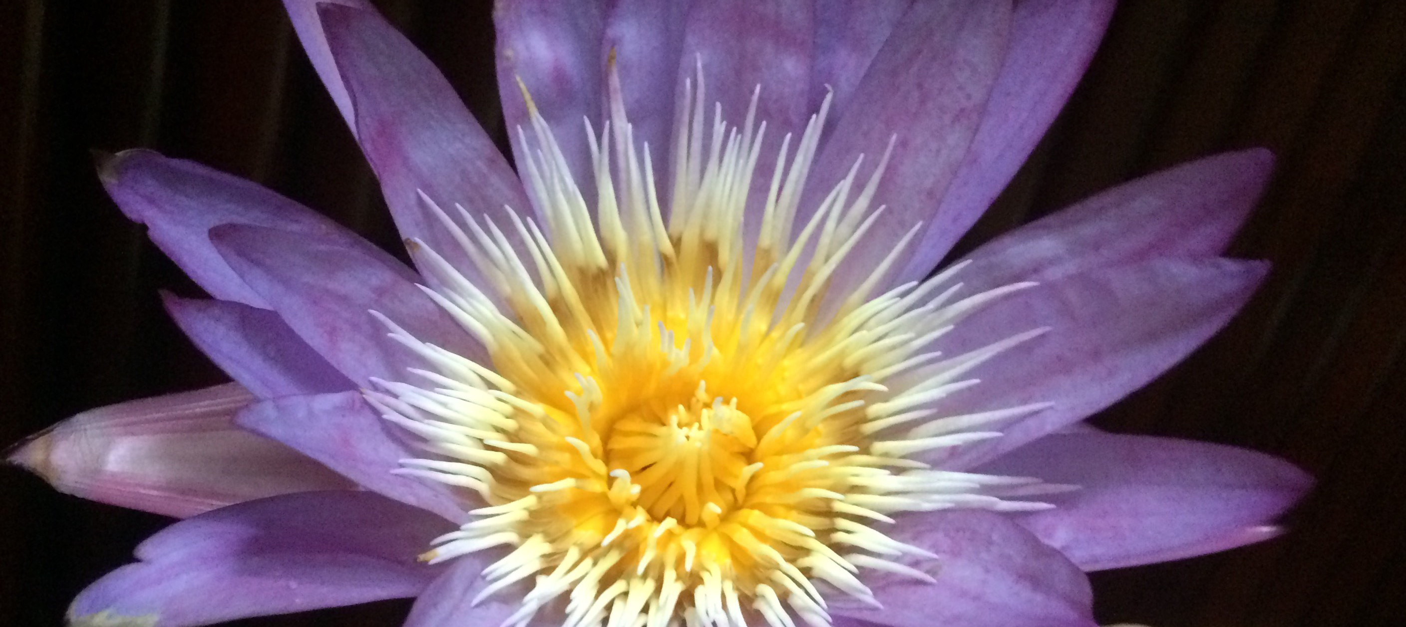 For the Beautiful Woman, by Dale Pendell - Three Hands Press