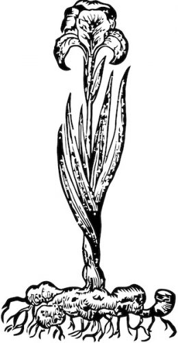 Elements of British Folk Magic - Three Hands Press